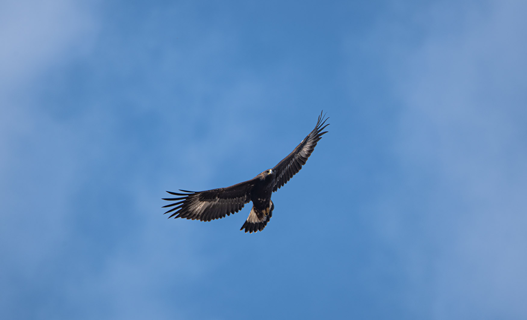 Why Ranching – Mcintyre Ranch