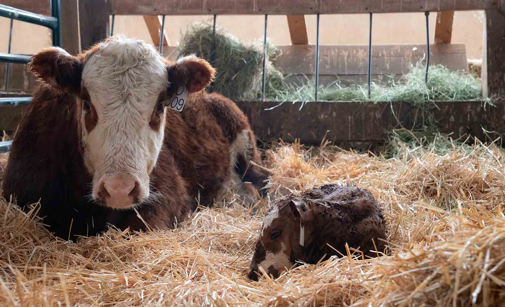 Why Ranching – Mcintyre Ranch